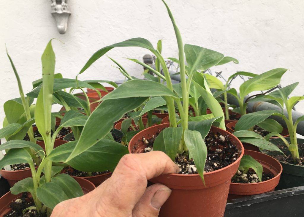Dwarf Puerto Rican Plantain | Gros Michel Banana