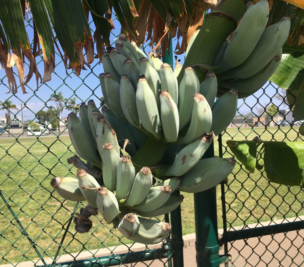 Blue Java “Ice Cream” Banana – Real Blue Java Banana Plant | Gros ...